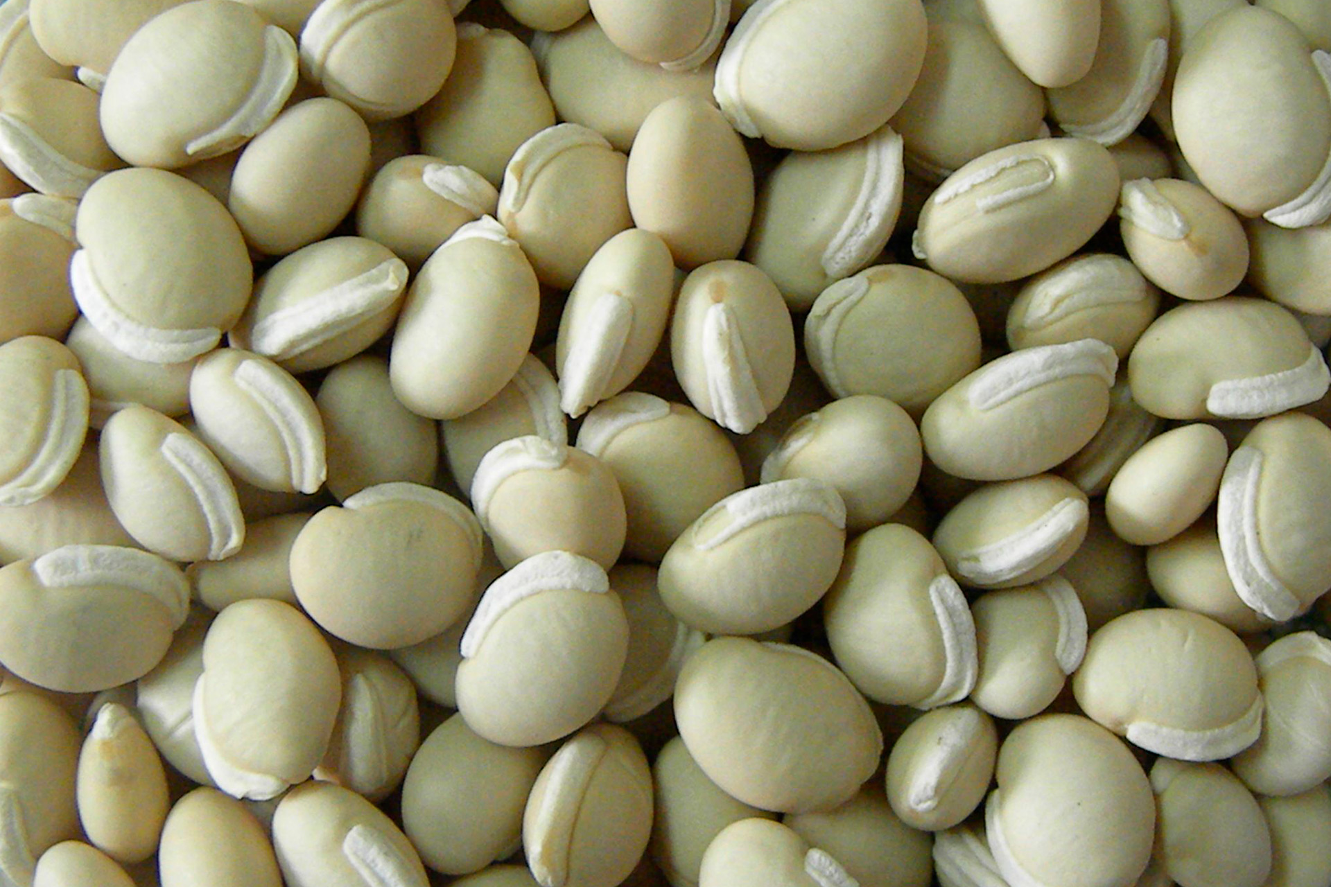 Gold Land | Pulses | Val beans