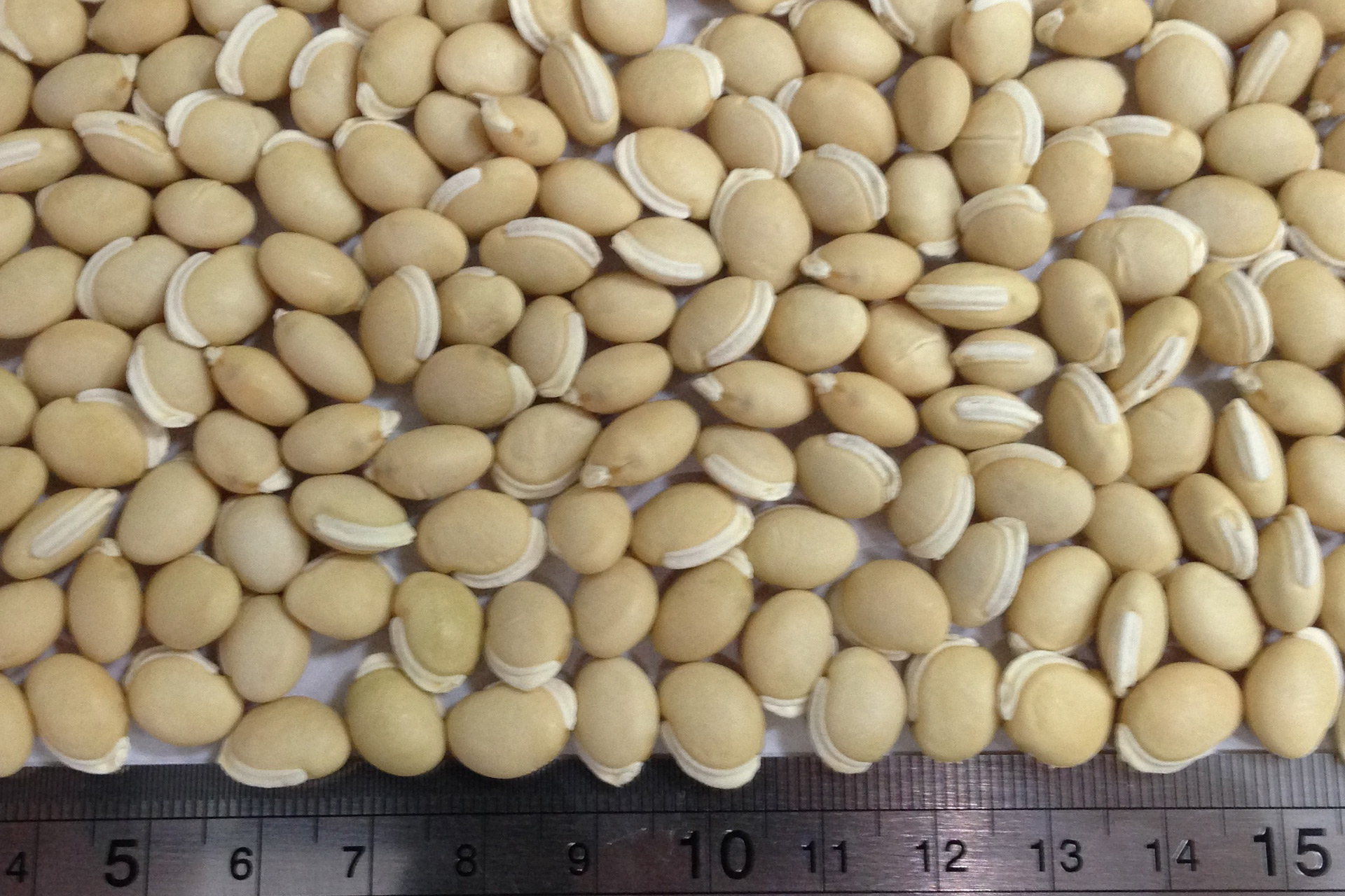 Gold Land | Pulses | Val beans