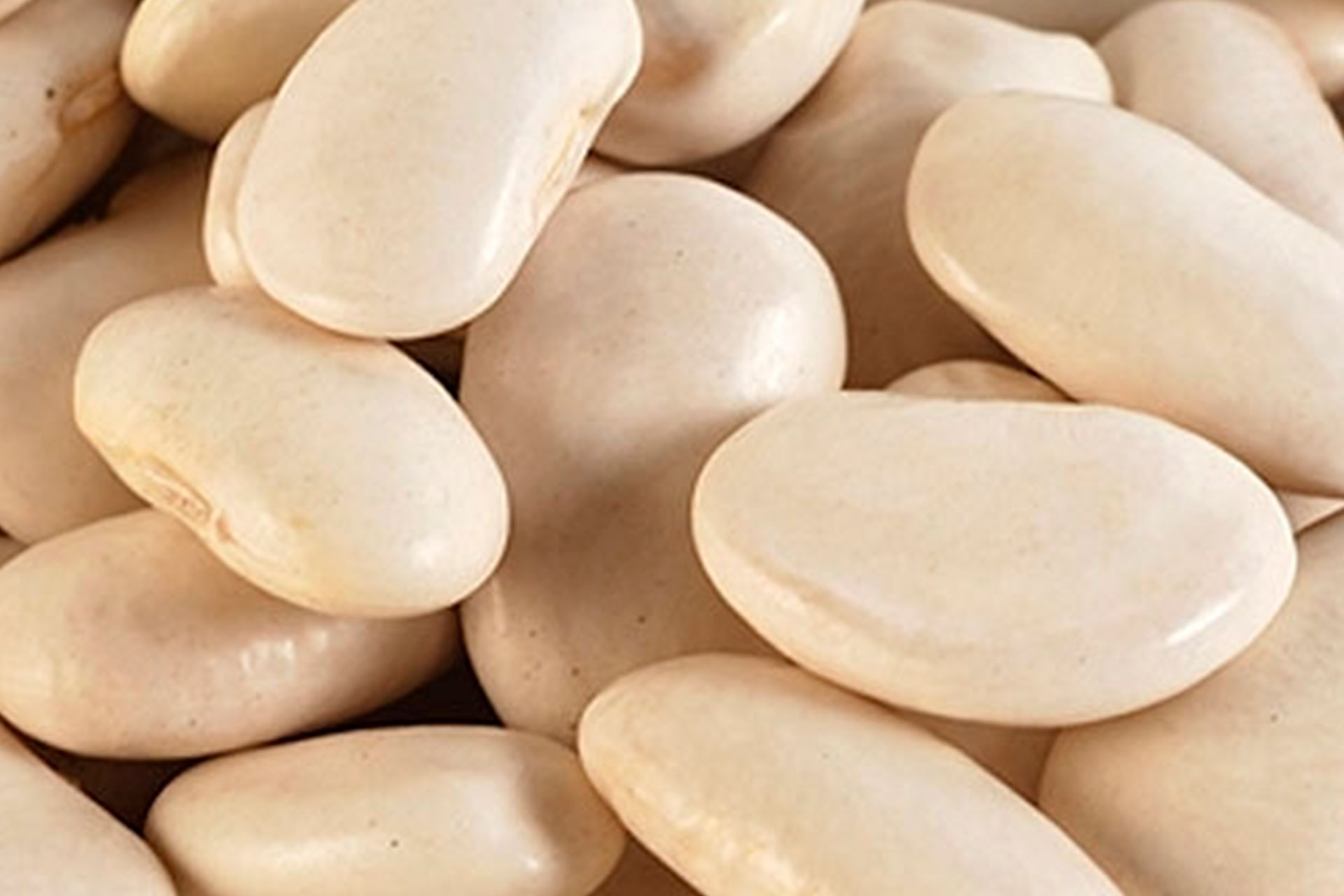 Gold Land | Pulses | Jumbo Lima beans