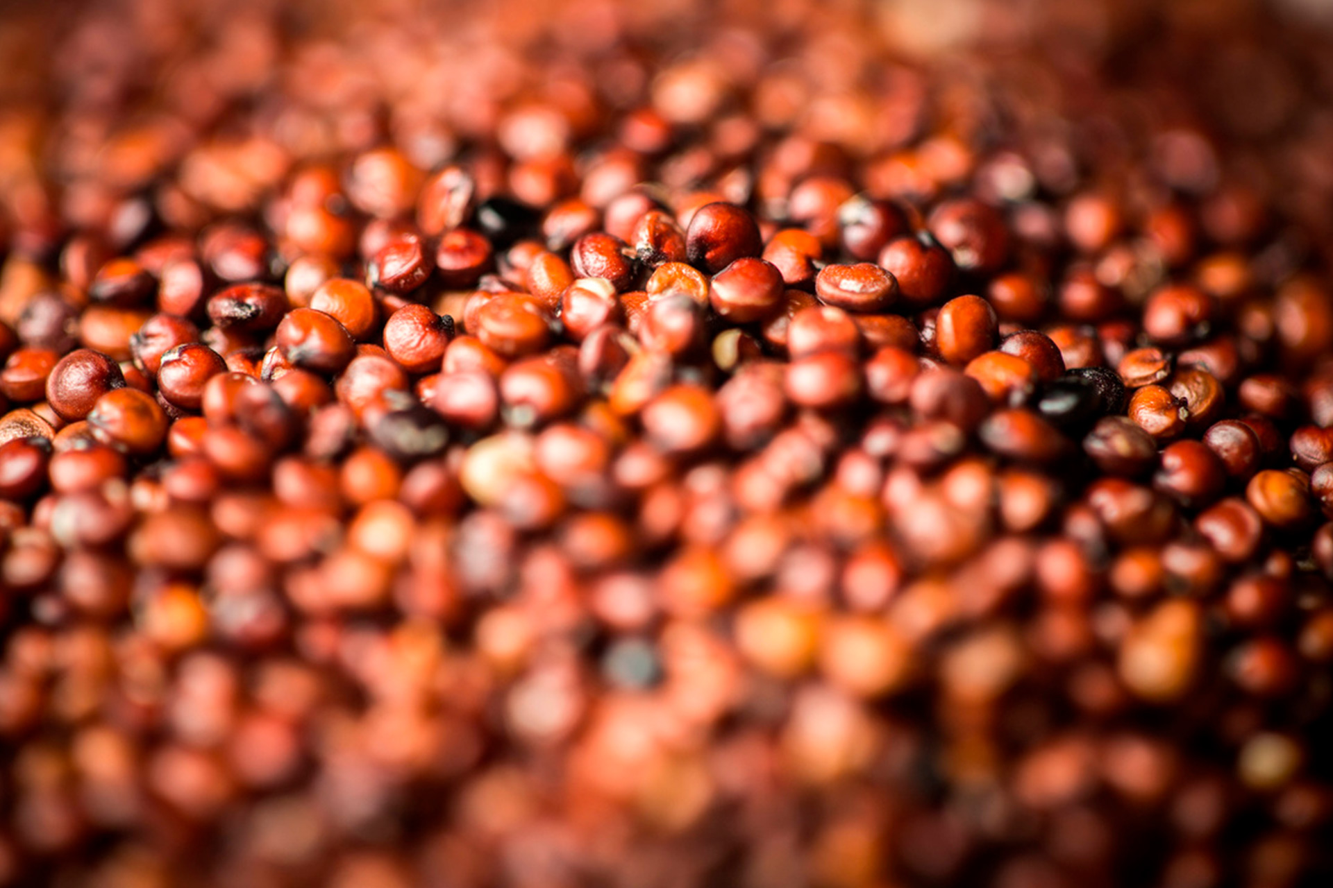 Gold Land | Quinoa | Red Quinoa