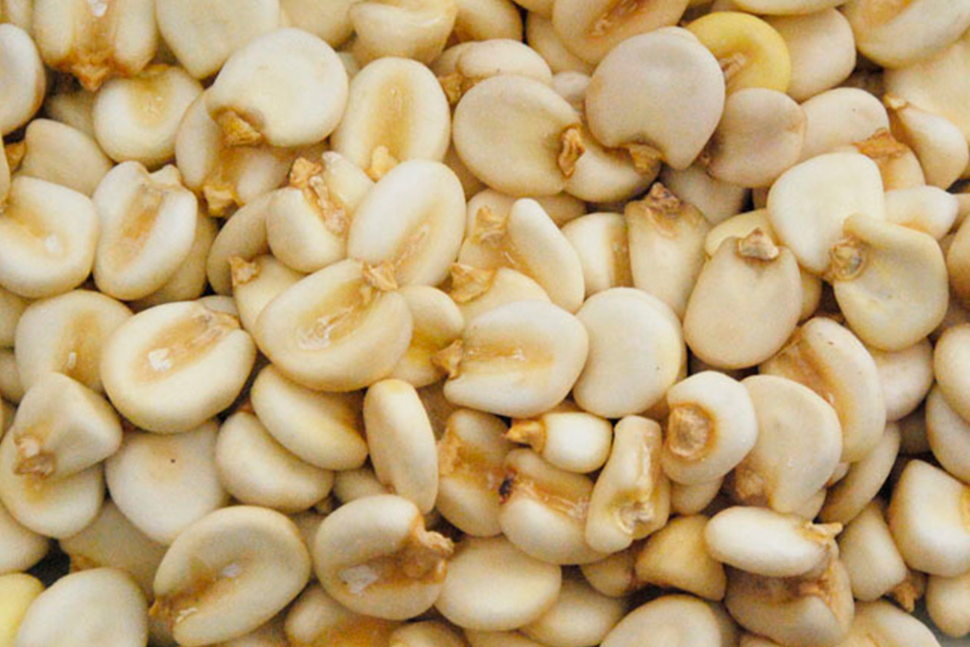 Gold Land | Maíces | Giant Inca corn