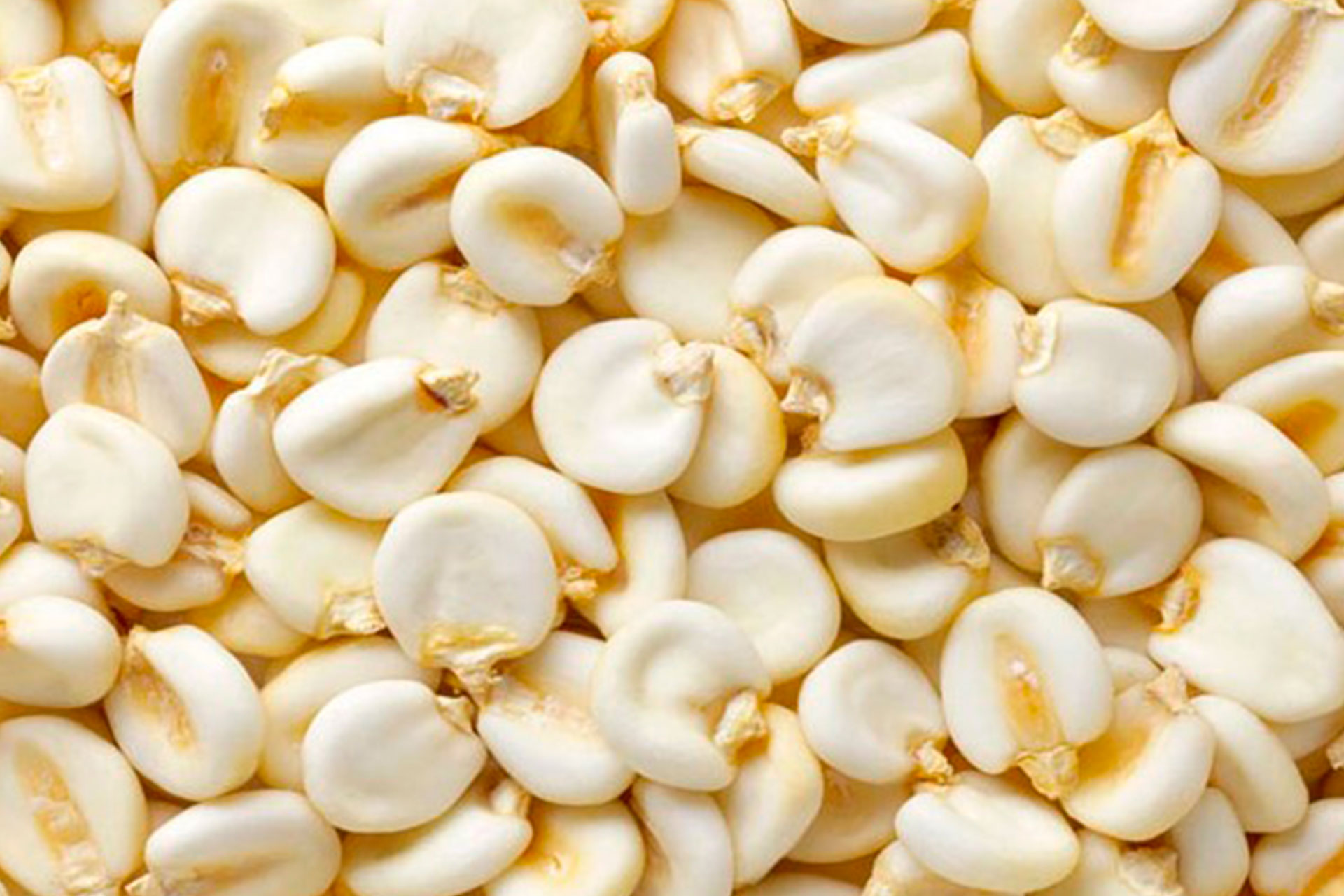 Gold Land | Maíces | Giant Inca corn