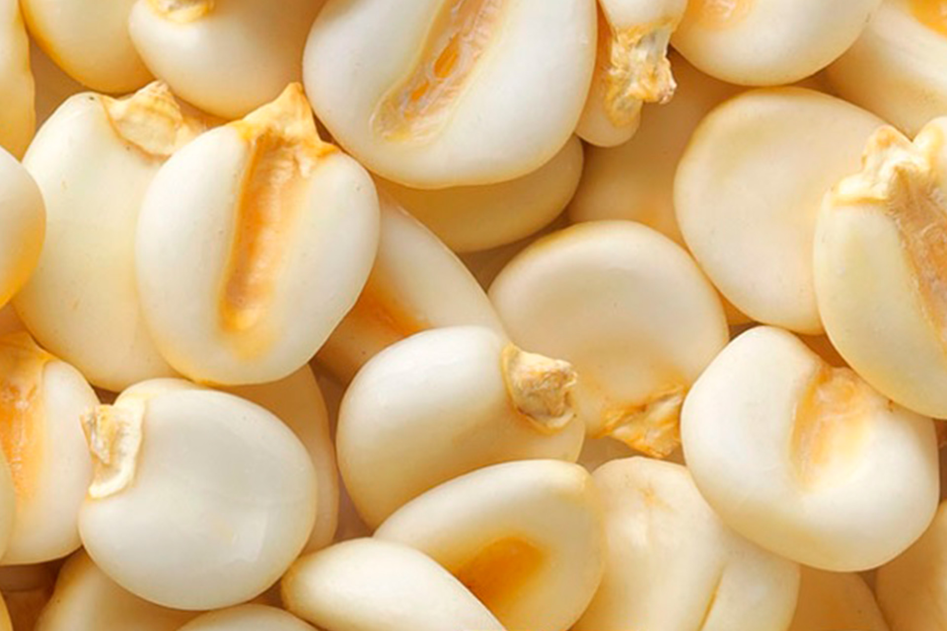 Gold Land | Maíces | Mote Corn