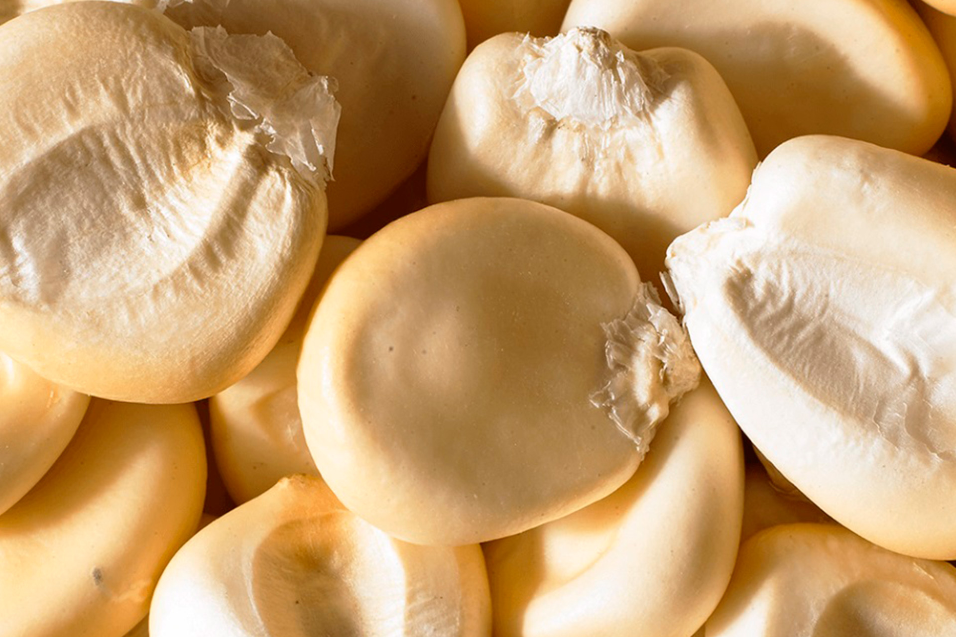 Gold Land | Maíces | Mote Corn