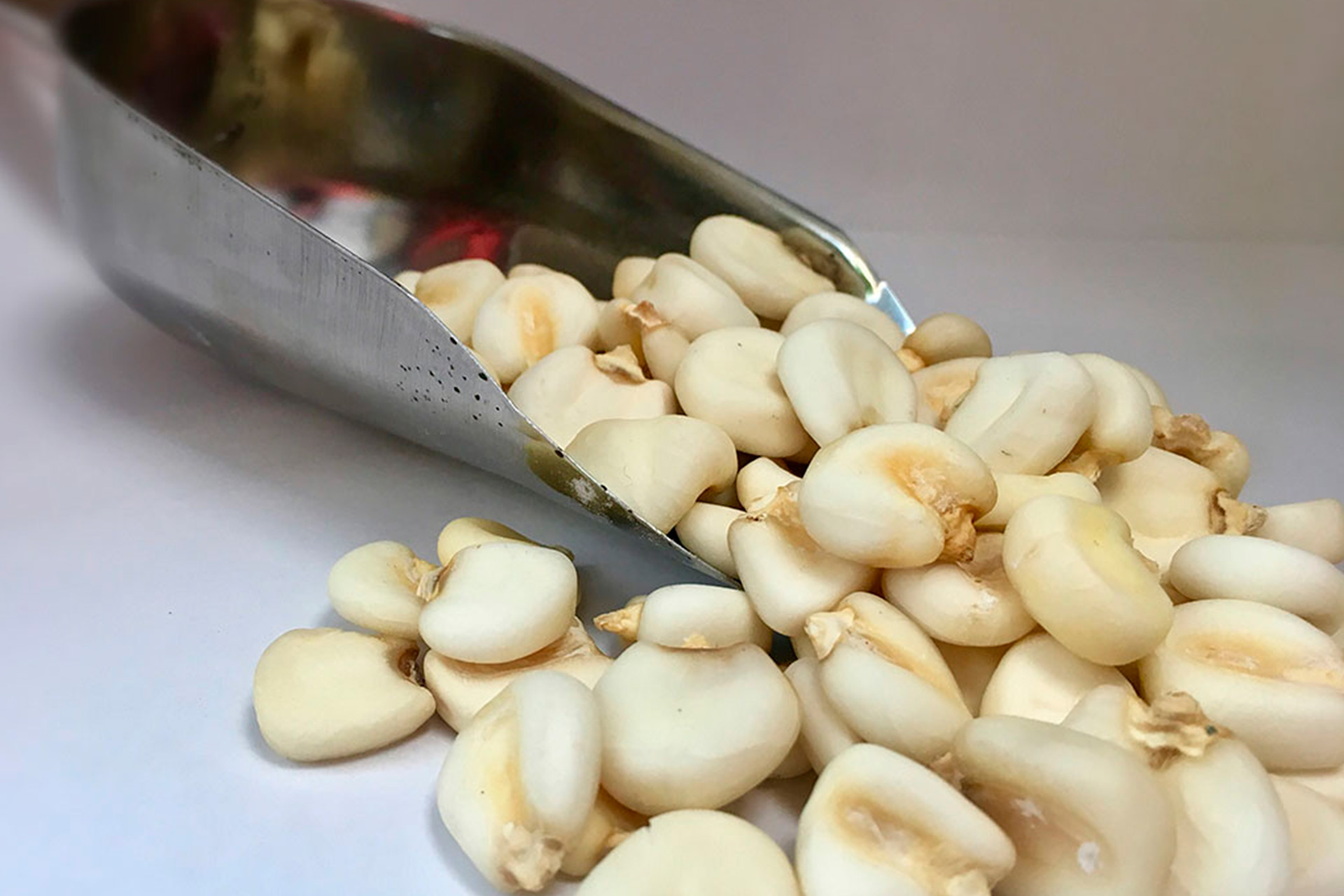 Gold Land | Maíces | Mote Corn