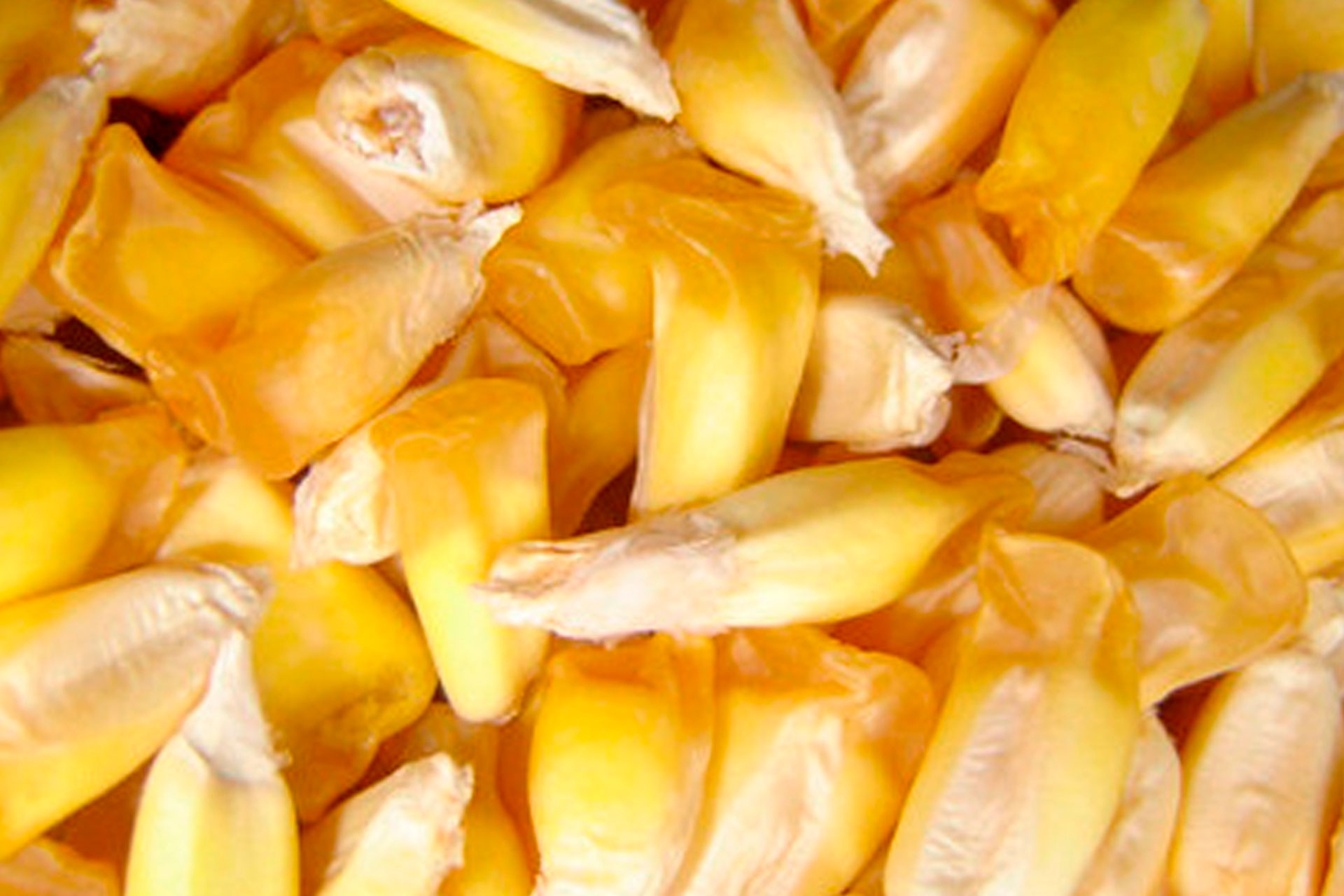 Gold Land | Maíces | Chullpi Corn