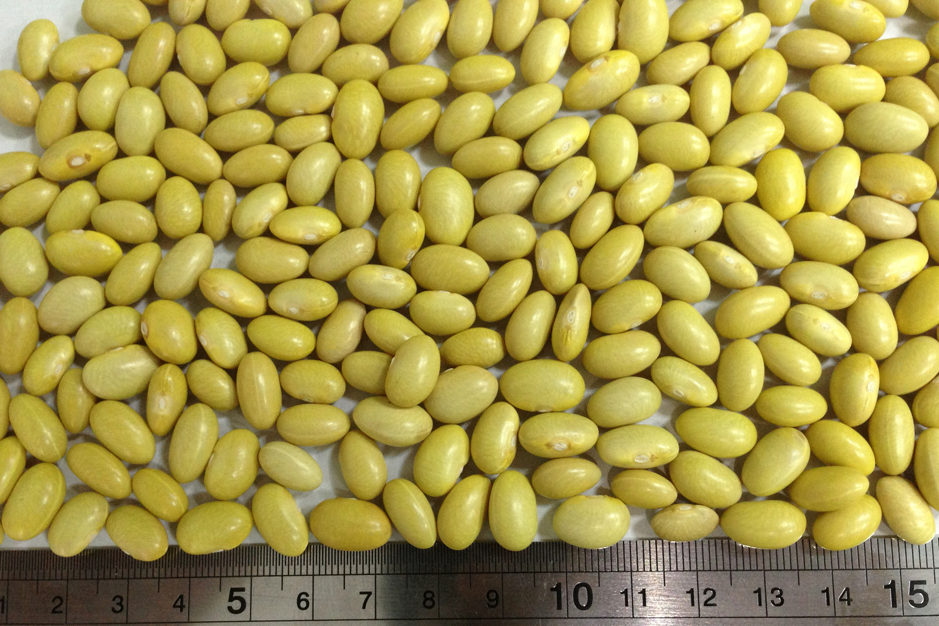 Gold Land | Pulses | Canary beans