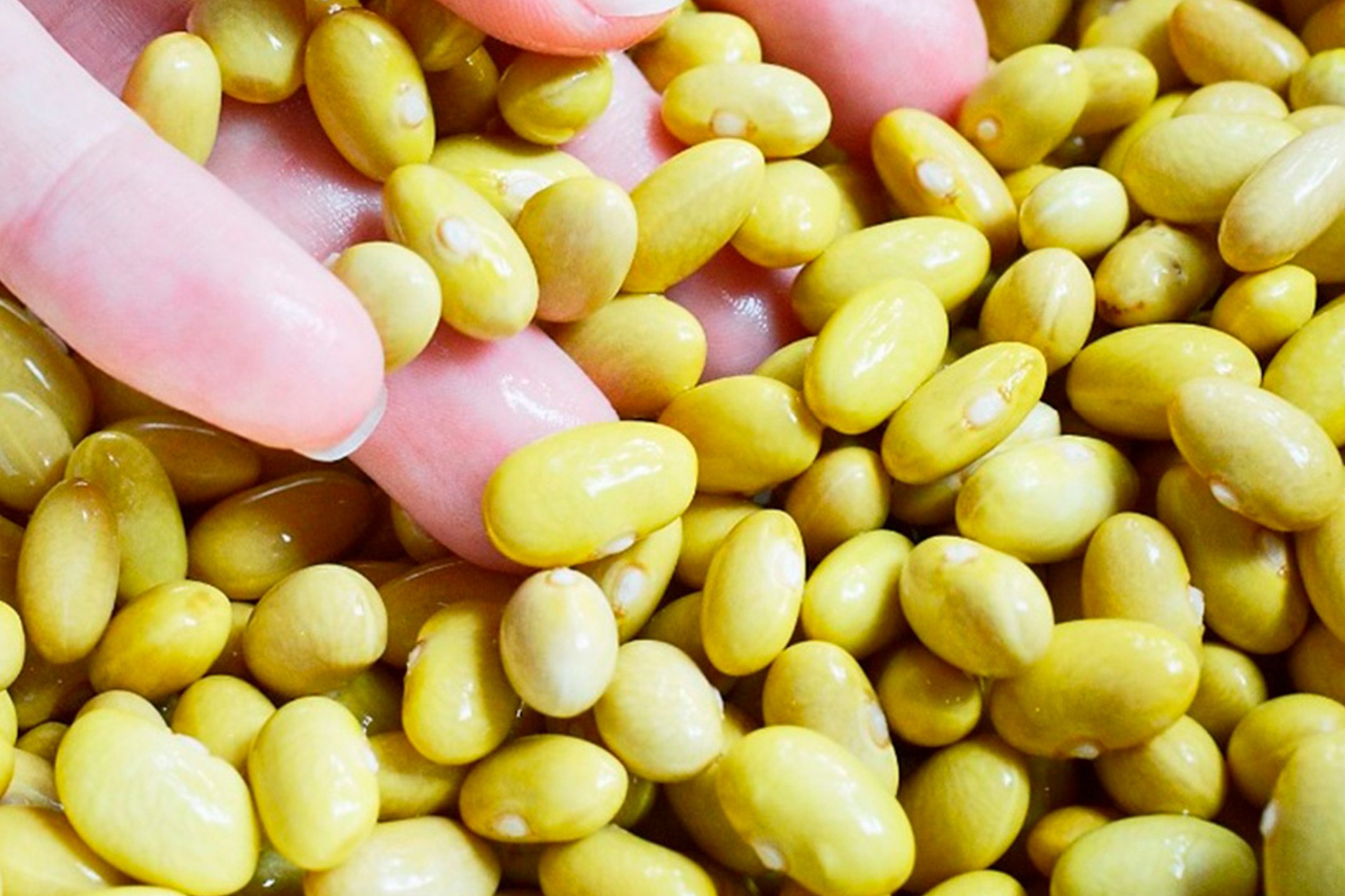Gold Land | Pulses | Canary beans