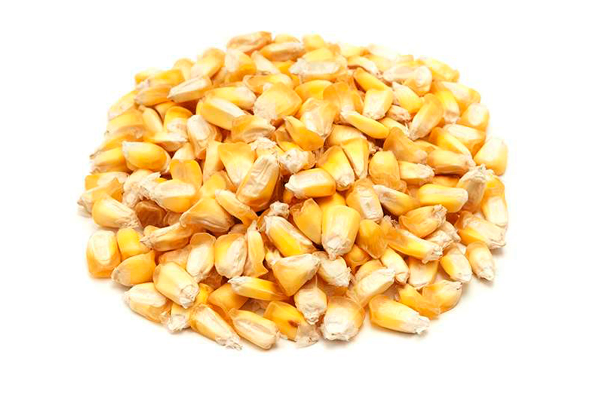 Gold Land | Maíces | Chullpi Corn